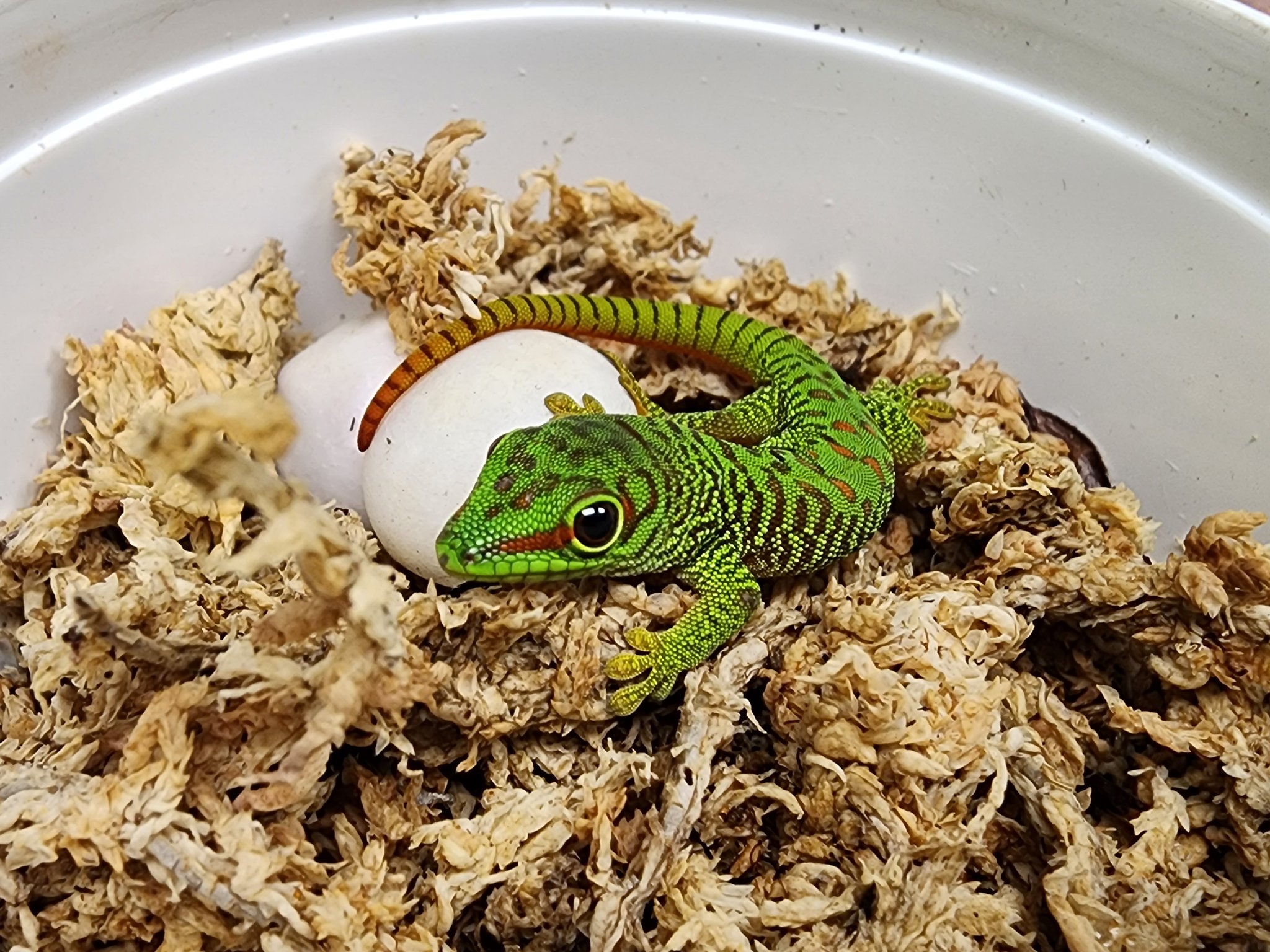 Baby Snakes Hatching