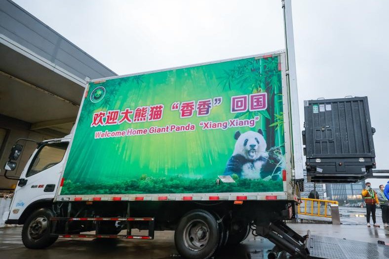 Japan-born female giant panda Xiang Xiang arrived at the Bifengxia ...