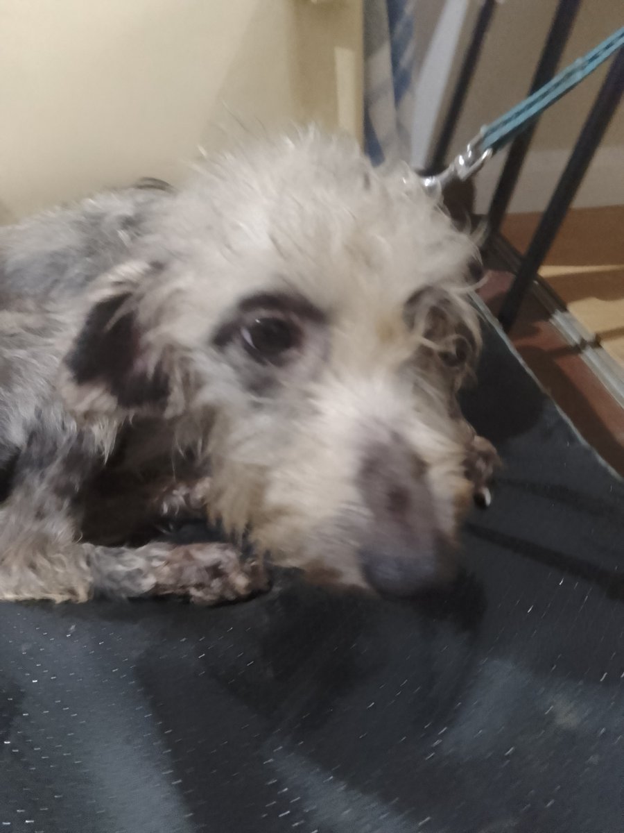 (((Sigourney B)))🐹🐓 on Twitter: "RT @AdoptionsUk: Please retweet to ...