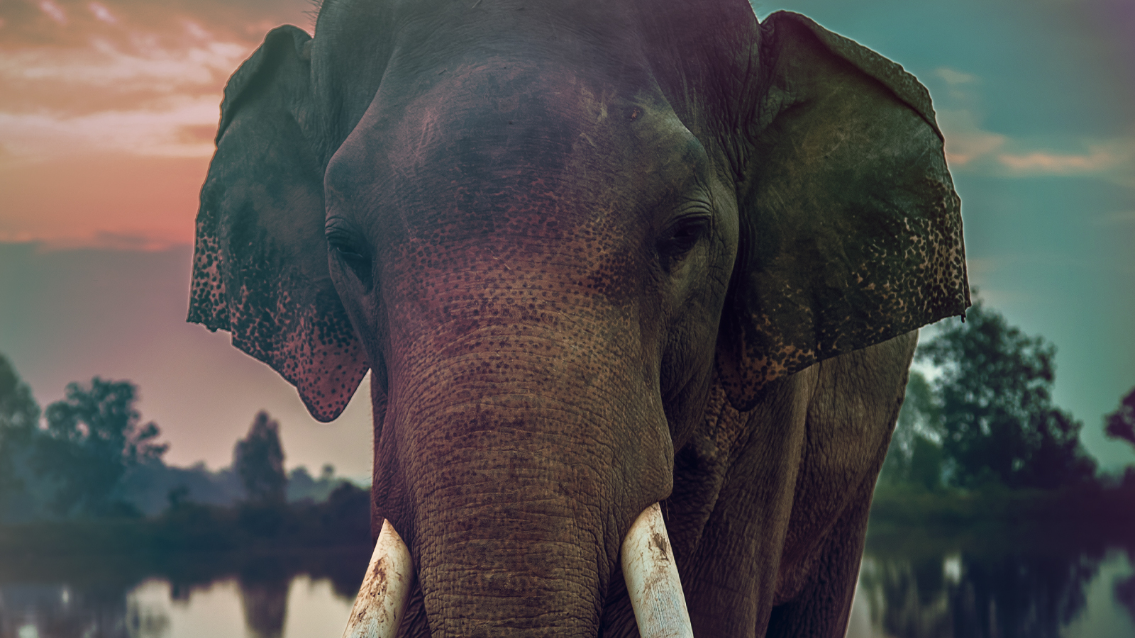 Indian Elephant Wallpaper Hd