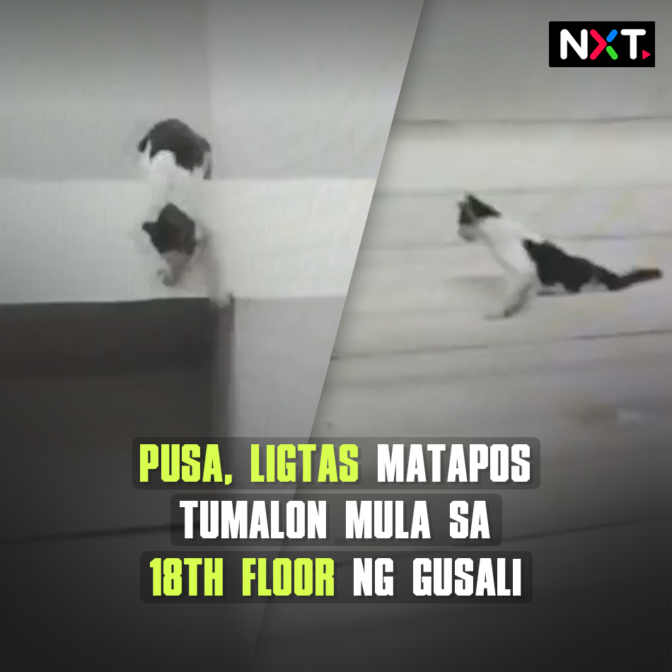 TV Patrol on Twitter: "RT @ABSCBNNews: Himalang nakaligtas ang isang pusa matapos tumalon mula ...