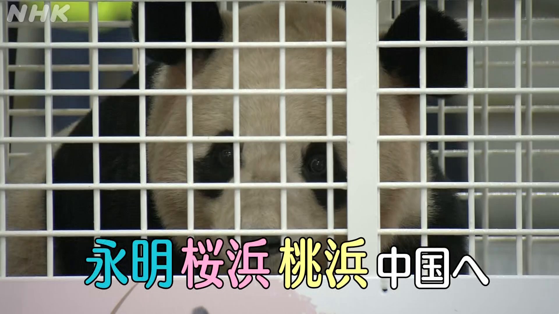 NHK和歌山放送局 on Twitter: "#永明 #桜浜 #桃浜 元気でね 💕 白浜町のテーマパークのジャイアントパンダ3頭は、さきほど関西空港から返還先の中国・成都に向けて出発しました ...