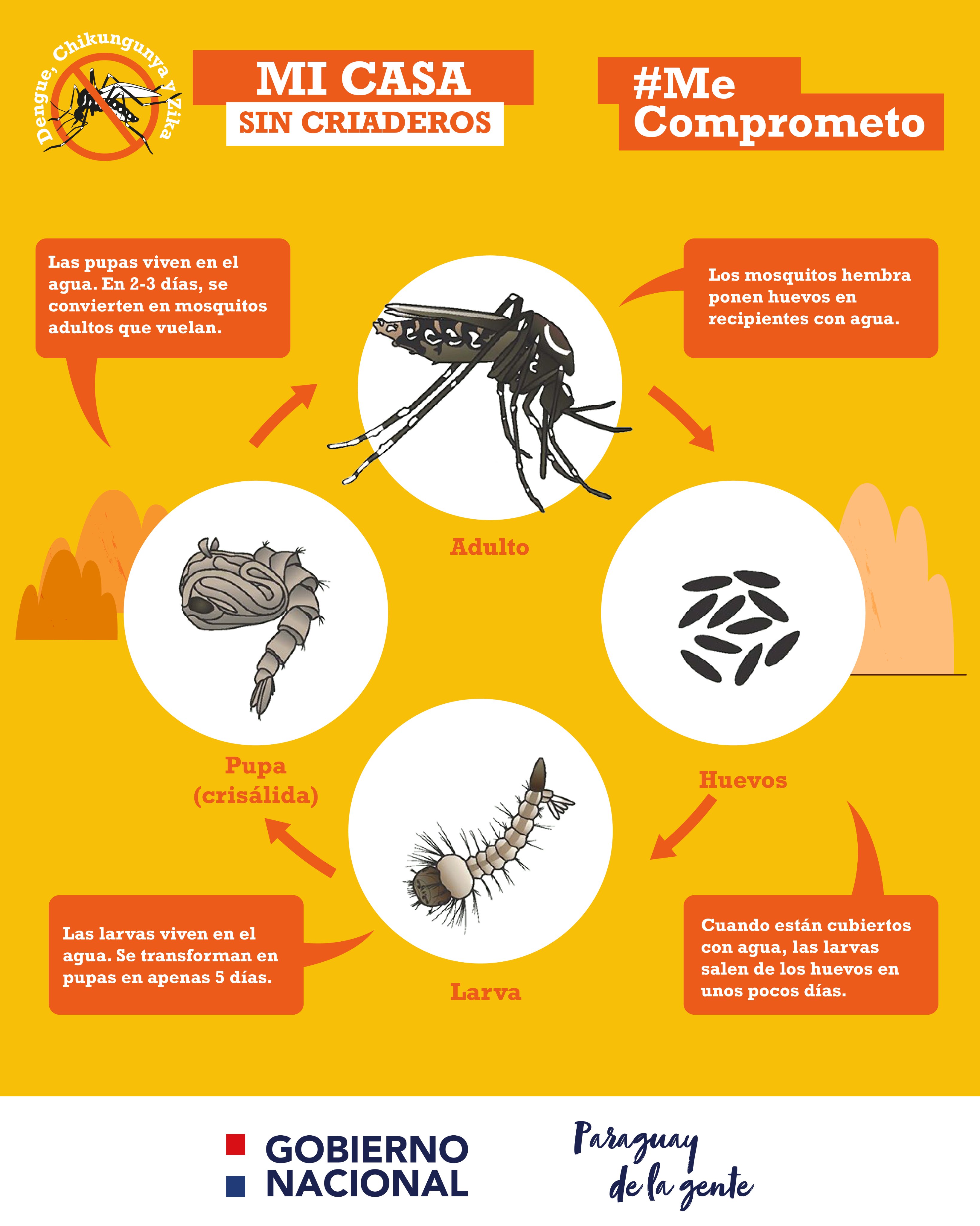 Ciclo De Vida De Los Mosquitos
