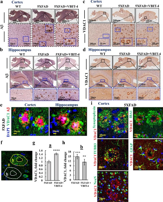 Chris Palmer, MD on Twitter: "RT @agingdoc1: Targeting the overexpressed mitochondrial protein ...