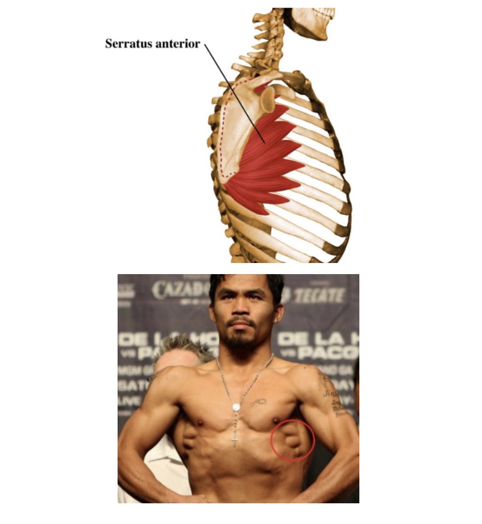 Serratus Anterior Boxer
