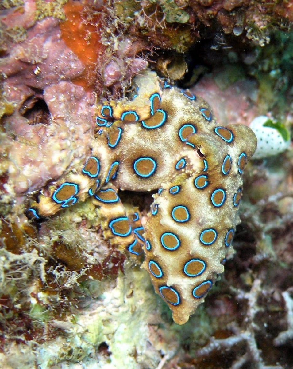 JoAnne Jarvis On Twitter RT Julesk23 Blue Ringed Octopus The Most Deadly In The World joanne-jarvis-on-twitter-rt-julesk23-blue-ringed-octopus-the-most-deadly-in-the-world