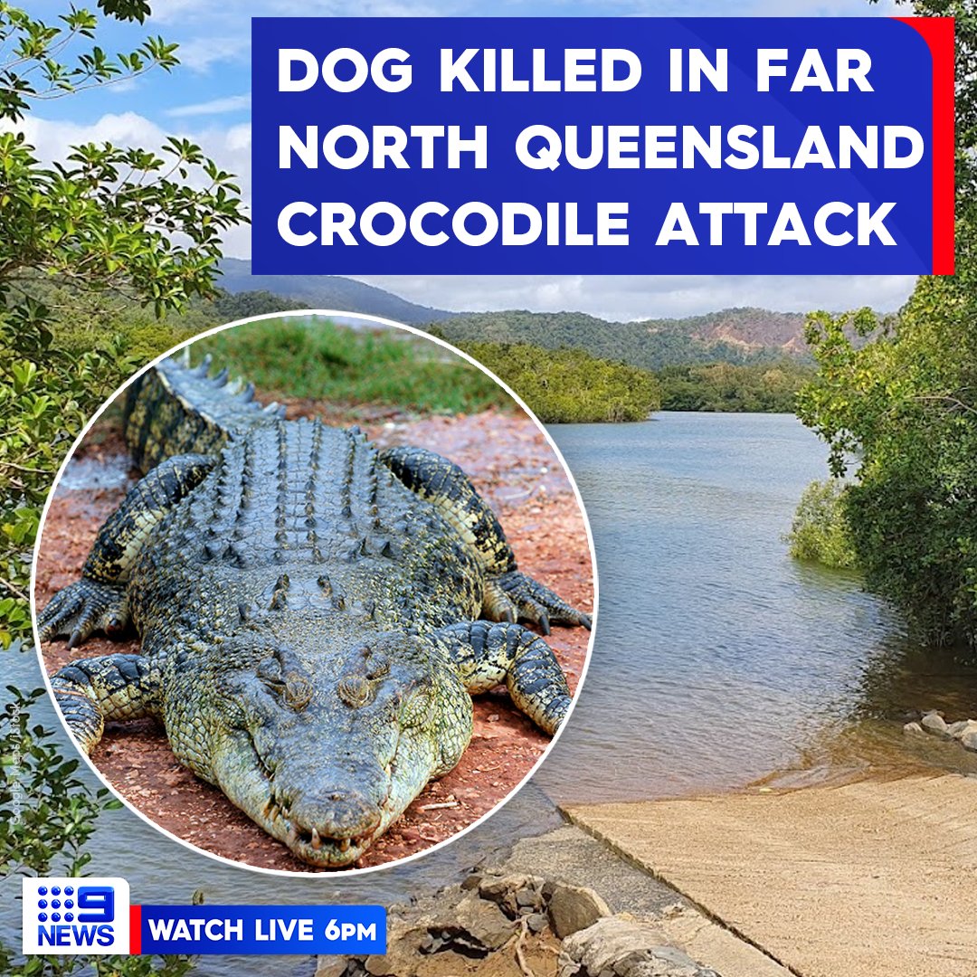 A dog has died after being dragged into the water by a crocodile at the ...