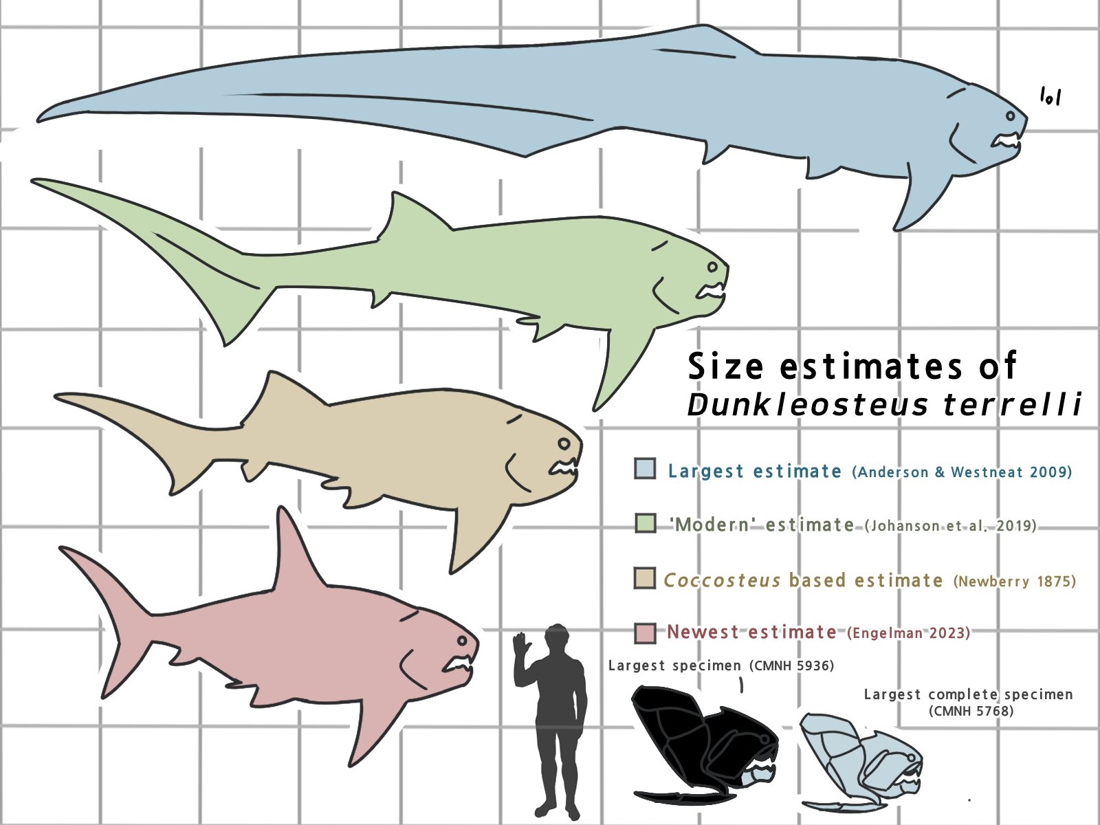 Dunkleosteus Size Comparison Dunkleosteus – Allosaurus Roar