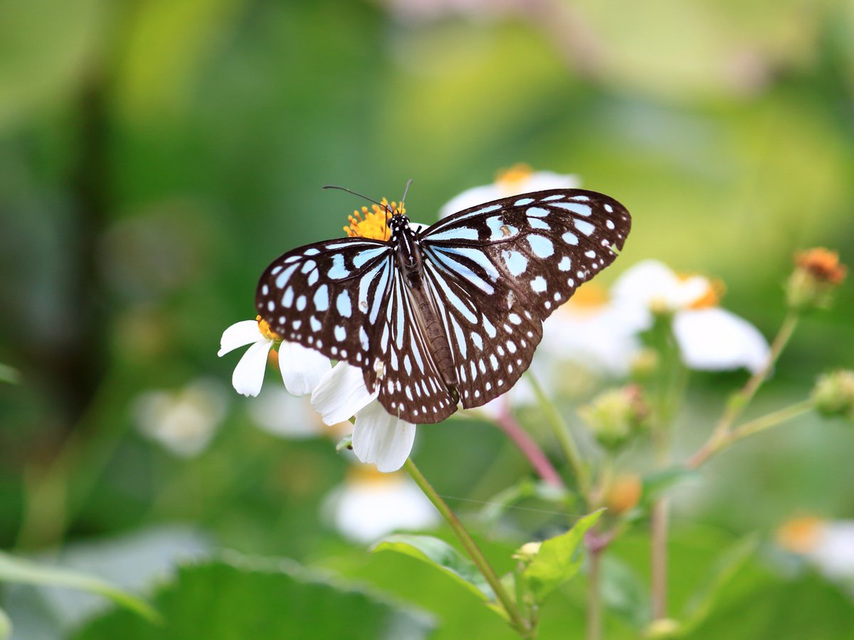 Jun & Ridge(@SystemJun) - Twilog