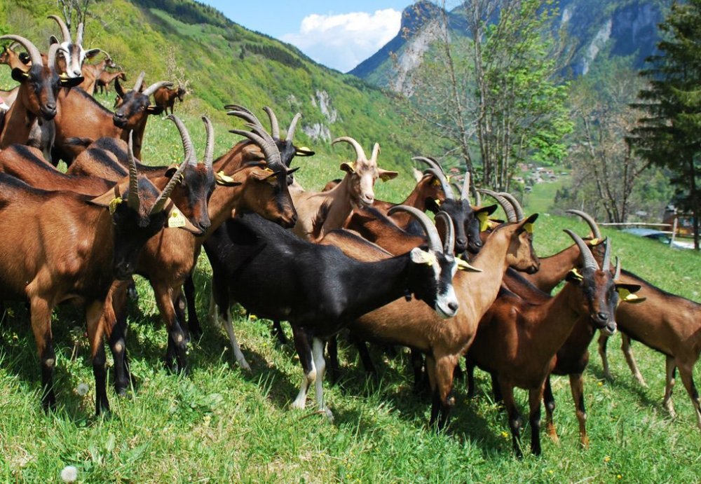 What should you know if you want to start a goat farming business? # ...