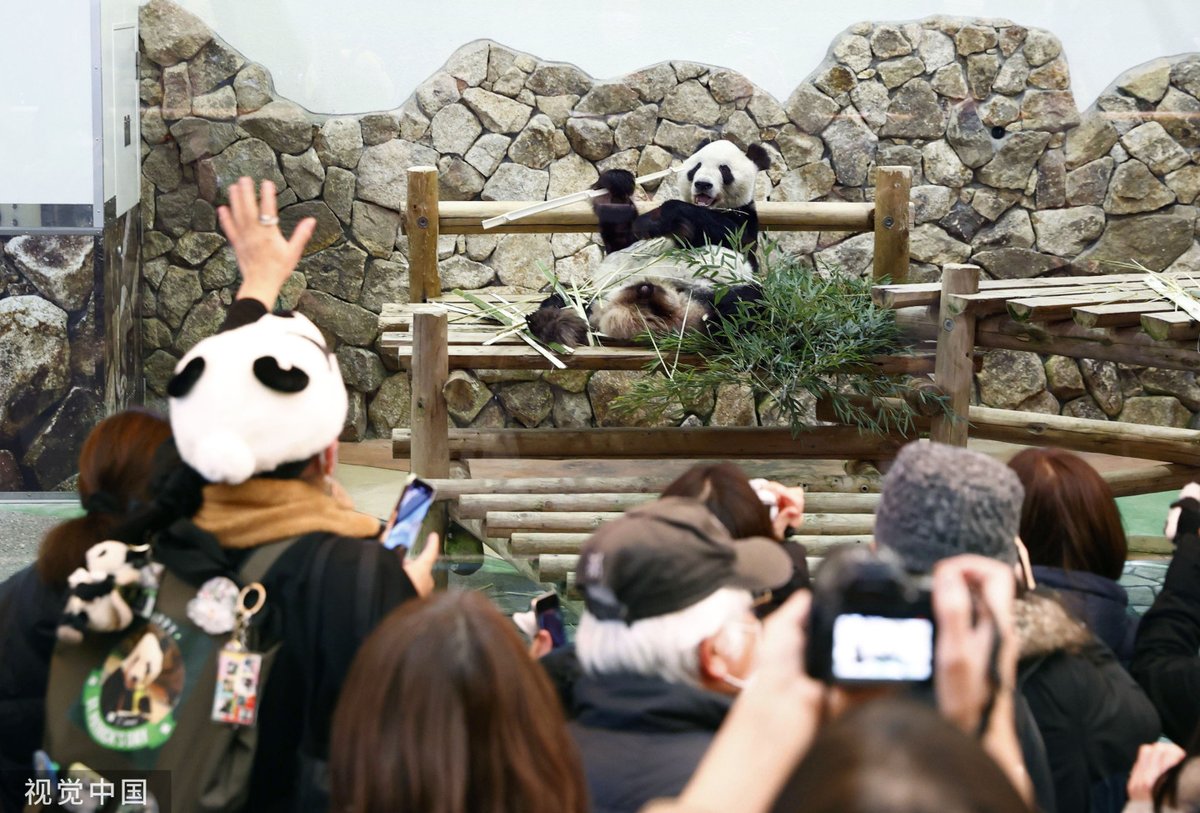 Giant #panda Eimei, together with its twin cubs Ouhin and Touhin, born ...