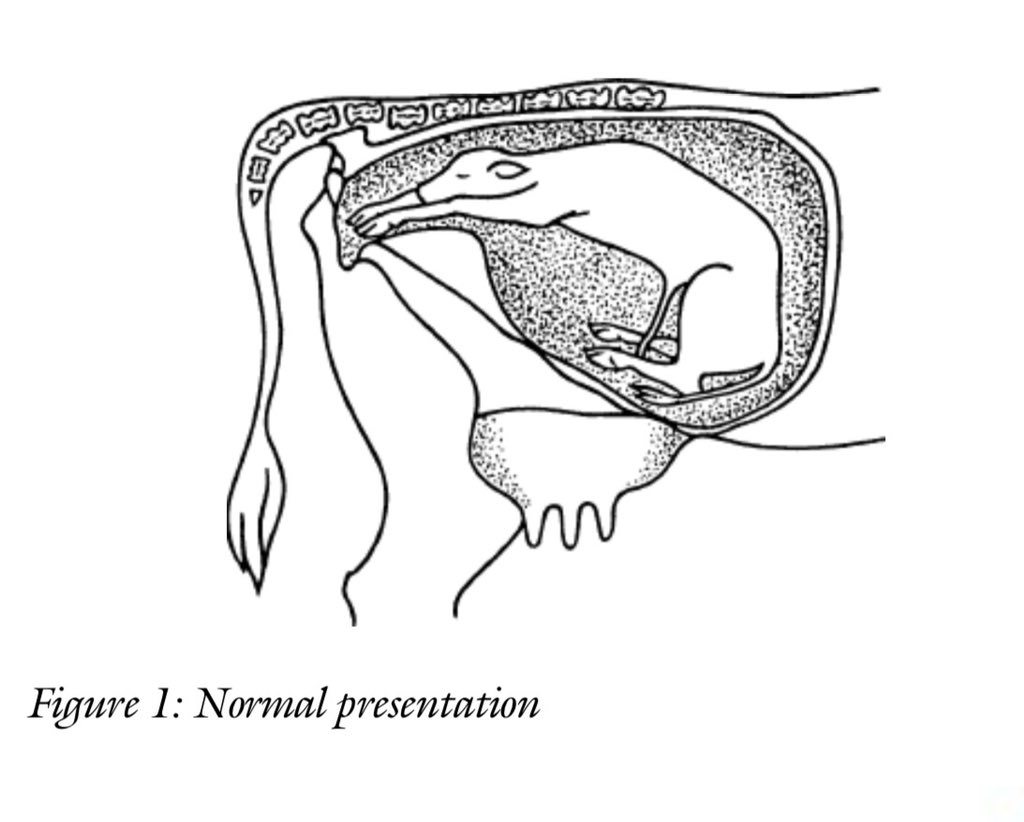 It is important to understand the normal calving process and calf ...