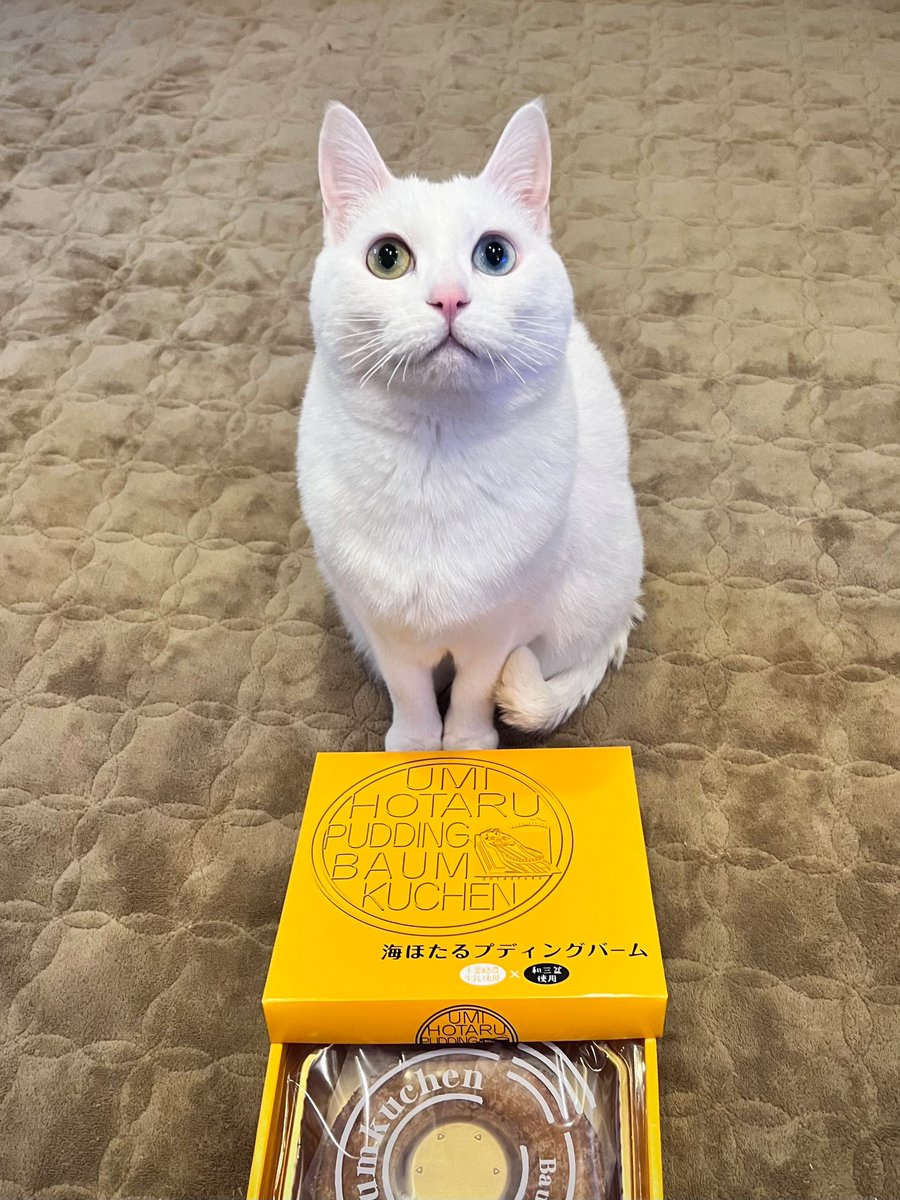 Riamn On Twitter Rt Sasaki Trc 再々度! ファミリ~にゃ~ト飼いねこ自慢 また明日も朝早くから… お