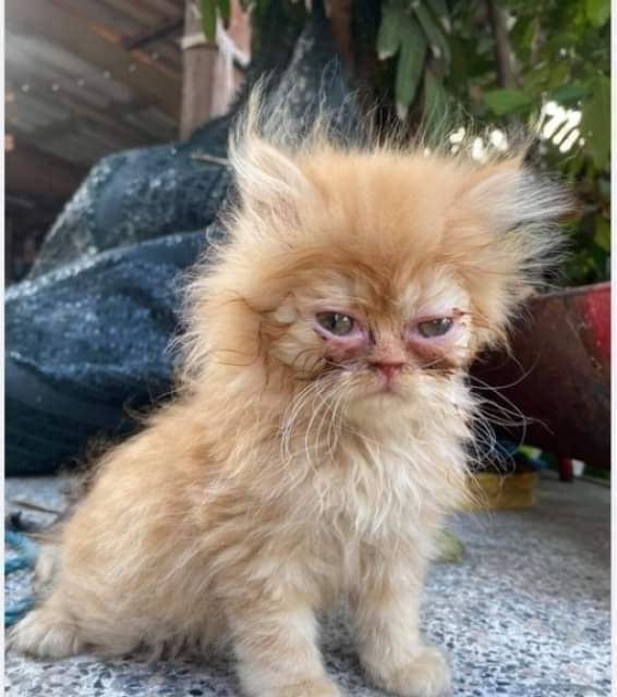 What has this cat got into? So messed up. translated cats @translatedcats