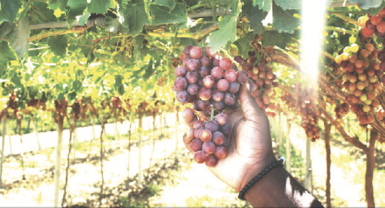The Namibian on Twitter: "A 770-hectare operational table grape farm in Namibia's premium ...