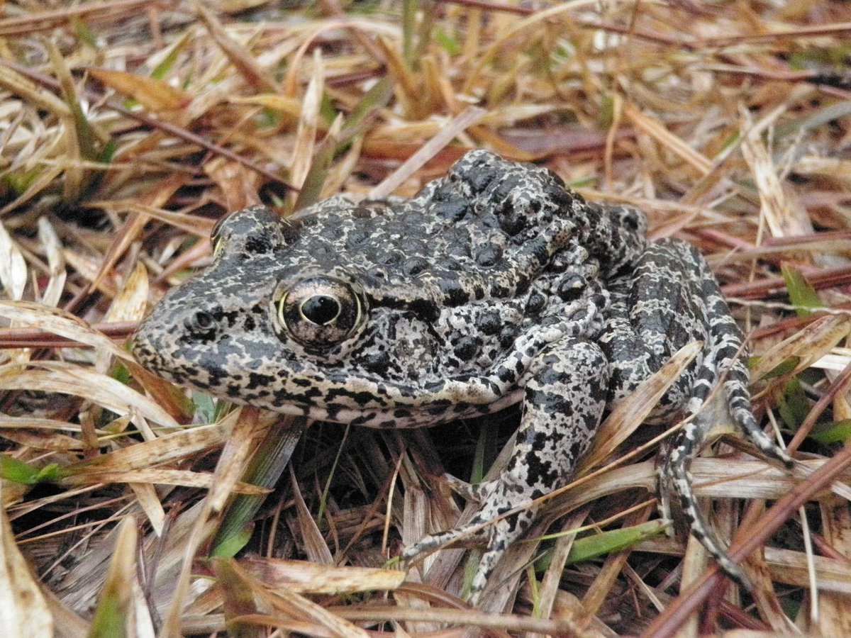 Paleoj ๐ฆ ๐ต๐น On Twitter Rt Retrocaveman2 Meet The Dusky Gopher Frog