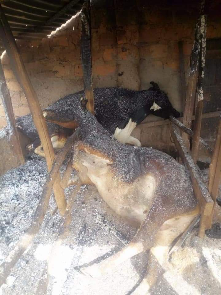 Abuga Makori EGH, MBE on Twitter: "This world is crazy! Why burn cows and goats? I know you'll ...