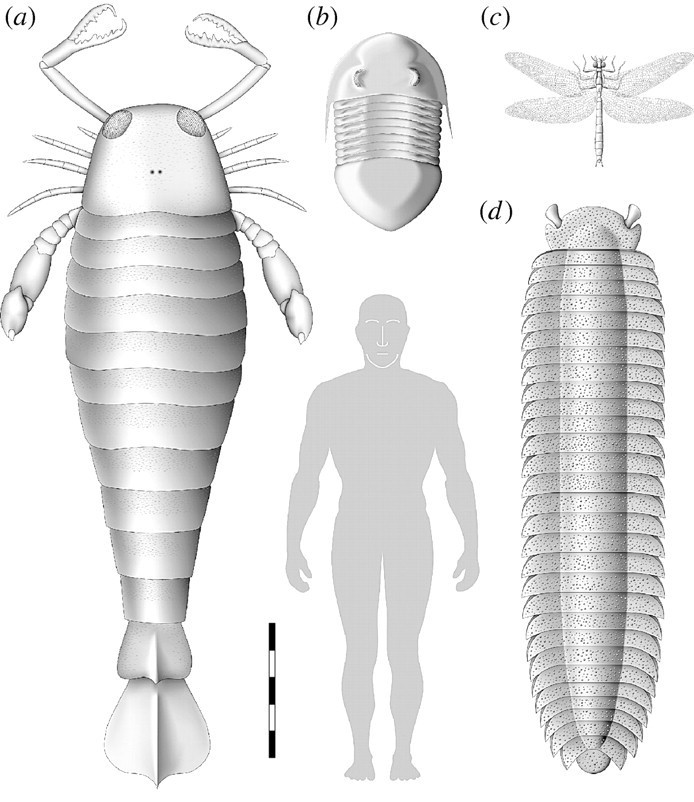 Jaekelopterus Rhenaniae The Giant Sea Scorpion