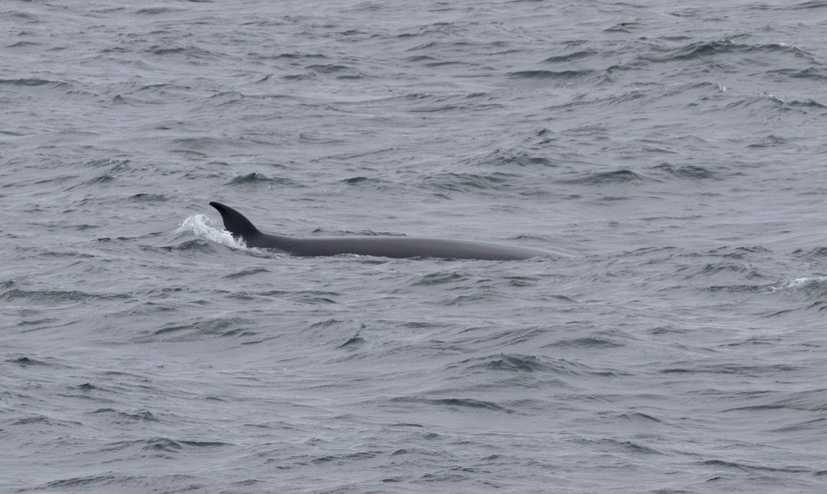 John Young on Twitter: "Commerson's dolphins and Sei whale around the Falklands @ORCA_web ...