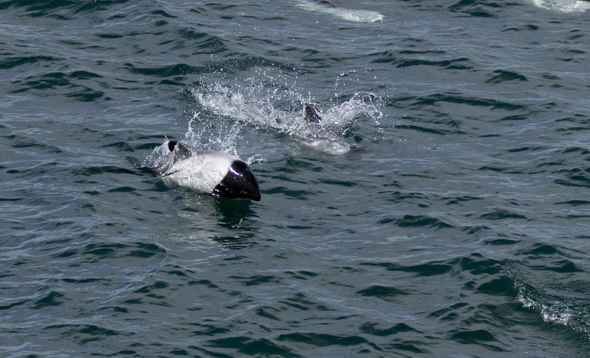 John Young on Twitter: "Commerson's dolphins and Sei whale around the Falklands @ORCA_web ...