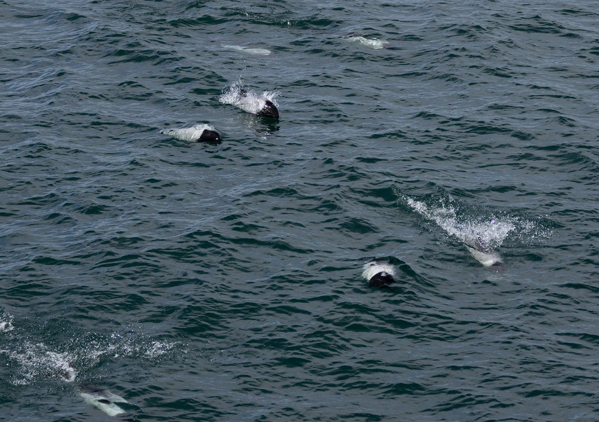 John Young on Twitter: "Commerson's dolphins and Sei whale around the Falklands @ORCA_web ...