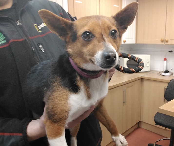 JFrew on Twitter: "RT @AdoptionsUk: Please retweet to HELP FIND THE ...