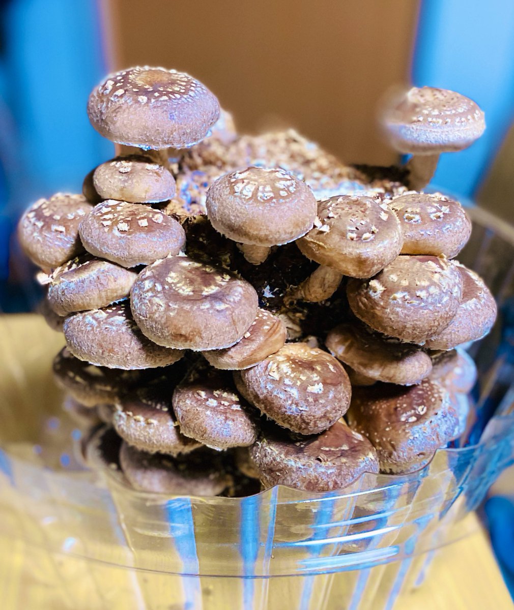 みっけ(@kkk_ekmm) - Twilog (ツイログ)