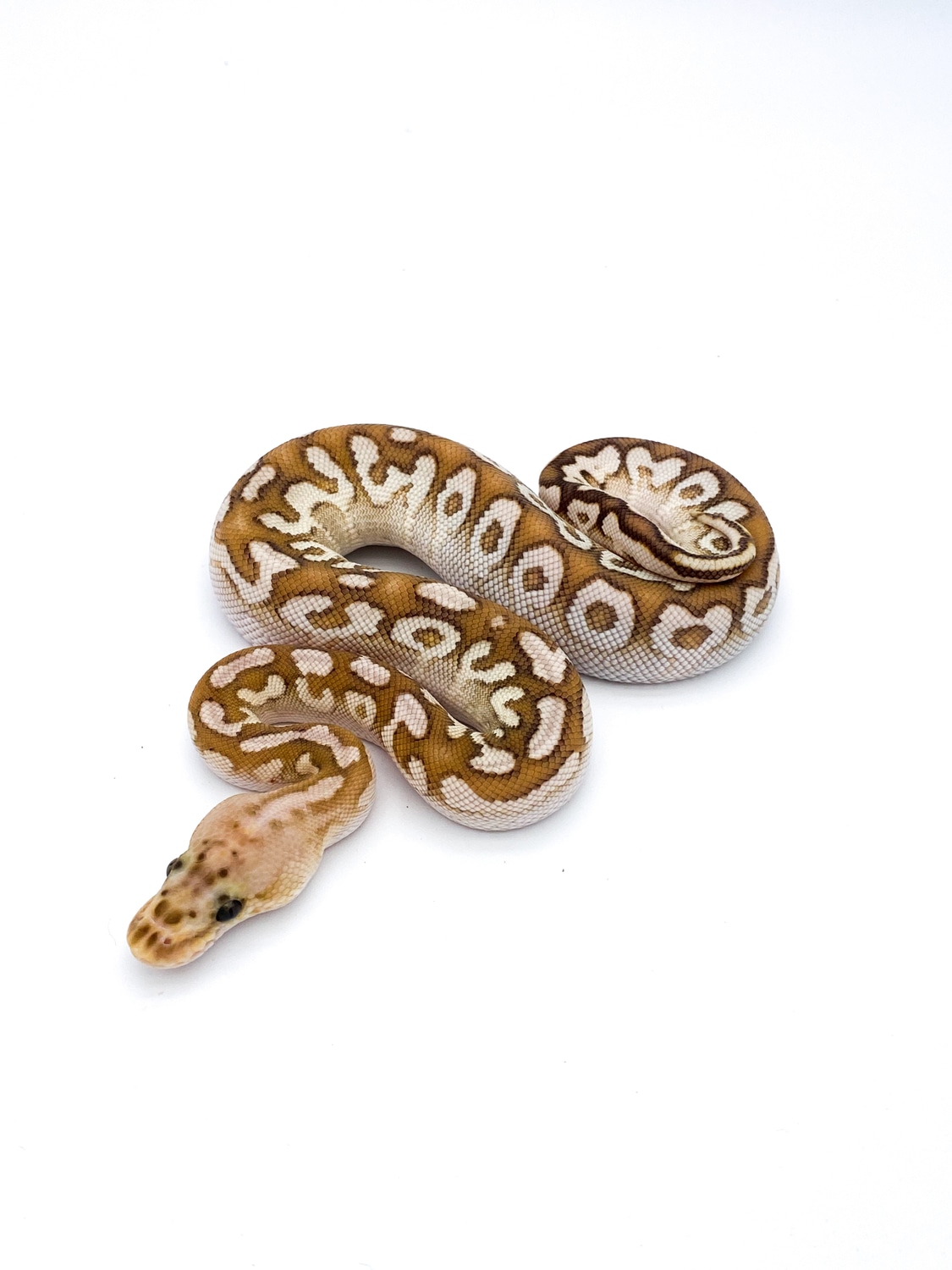 Lesser Clown Ball Python Python Snake Reptiles For Sale In Runcorn