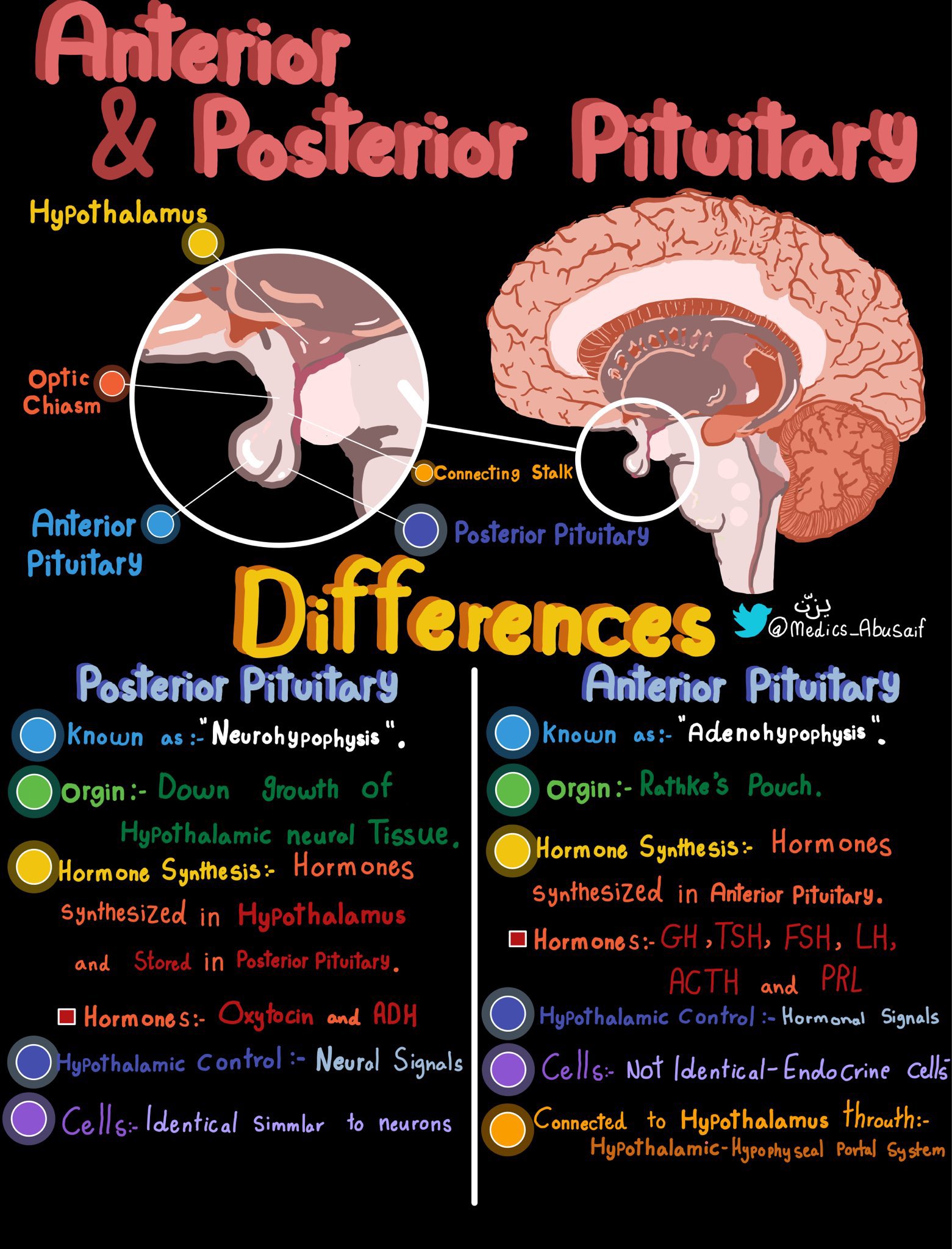 Anterior Vs Posterior Pituitary