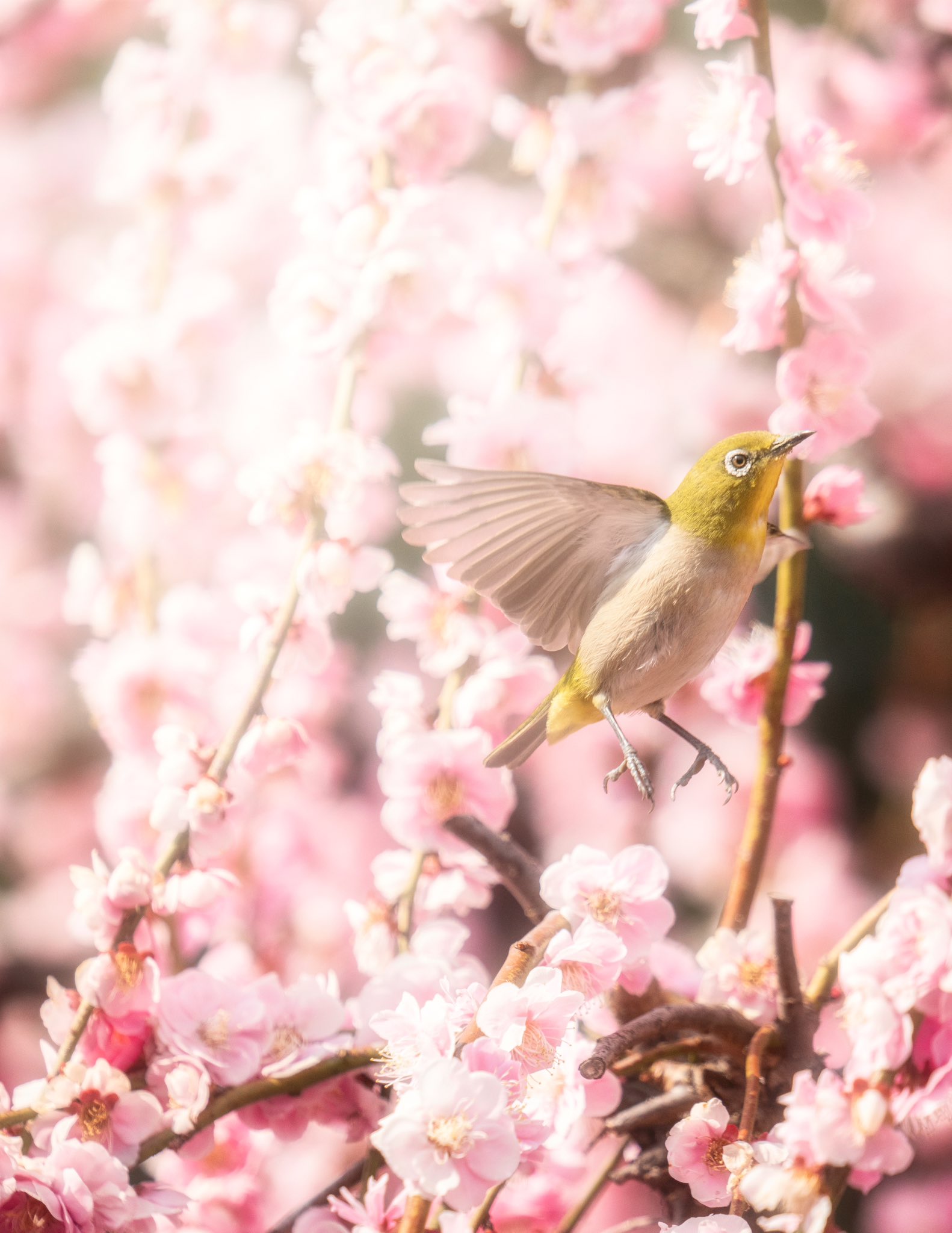 yukkey on Twitter: "春を告げる https://t.co/vmG7xa5KGP" / Twitter