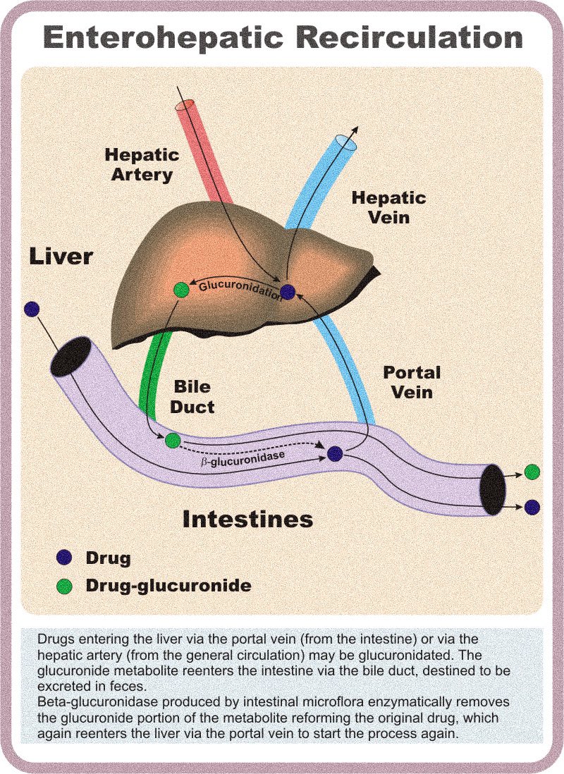 Enterohepatic Recirculation: Why constipation is making your body 100x ...