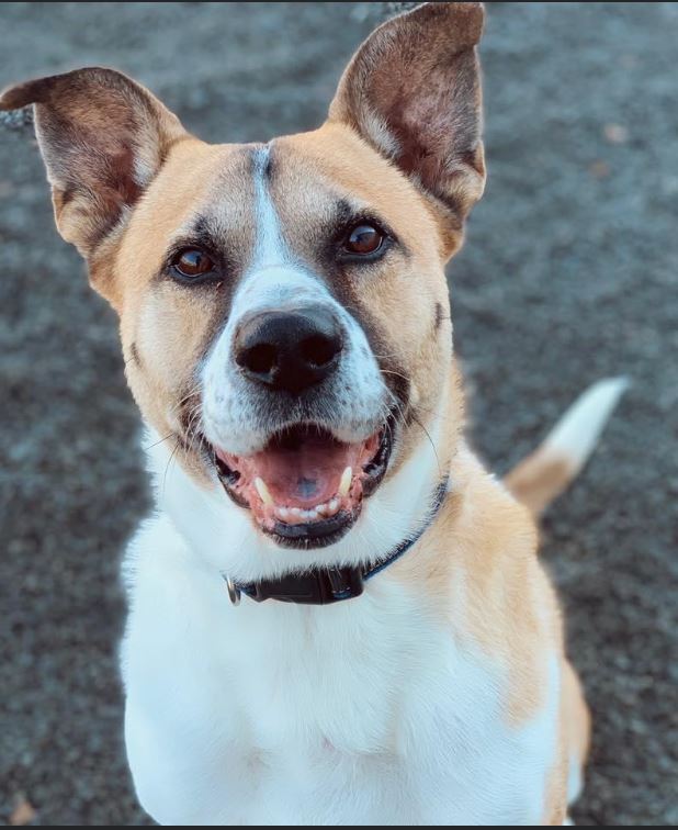 Boxer Husky Mix Full Grown