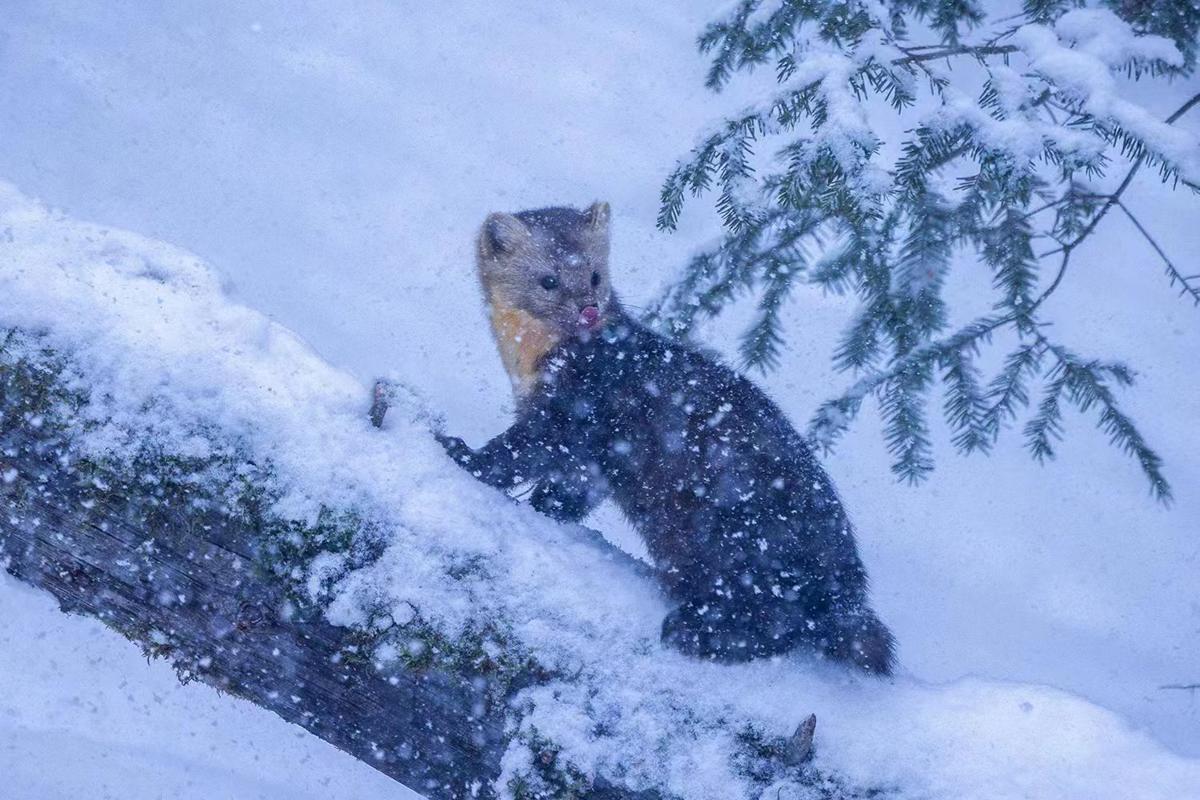 A wild sable was photographed in deep snow in NE China’s Jilin province ...