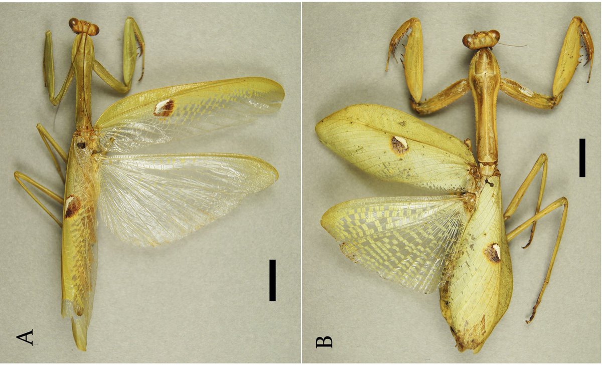 Bichodatos on Twitter: "Hola bichodatero, es Stagmatoptera diana, una mantis nativa de los ...