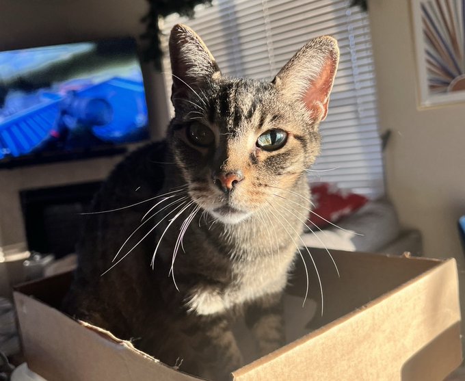 TW Pornstars - Ava Panda 🐼 Live On JFF | ABDL. The most liked pictures ...