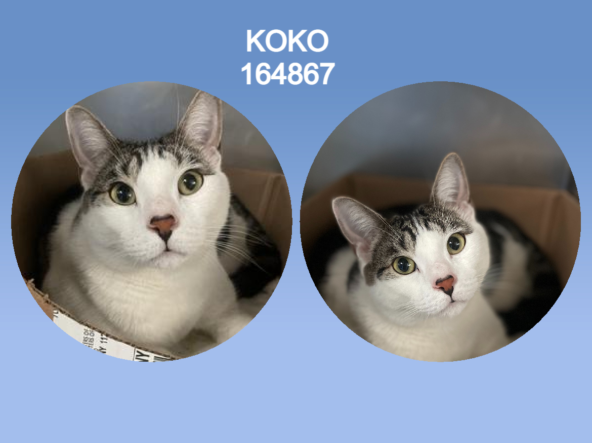 Tartan Dragon 🏴󠁧󠁢󠁳󠁣󠁴󠁿 on Twitter: "RT @NYCDEATHROWCATS: *SHELTER PLEA* Cute 5 Year Old Kitty ...