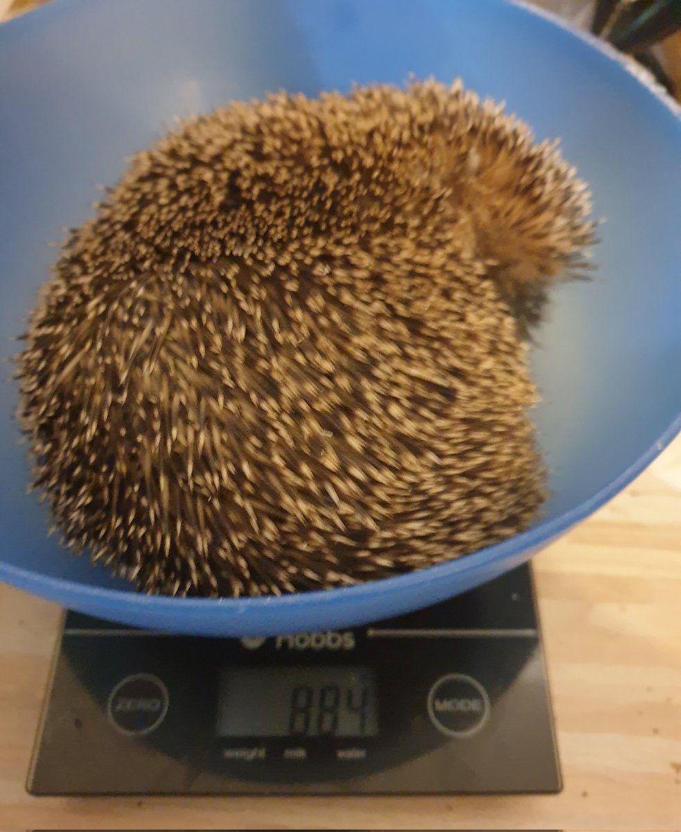 Viechertante on Twitter: "Ich glaubs nicht. Eben war ich draußen im Garten, rennt an der Straße ...