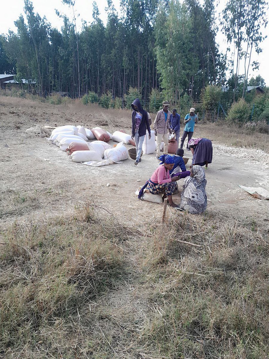 SAA Ethiopia 🇪🇹 on Twitter: "SAA builds the capacity of Ethiopian farmers aiming at increasing ...