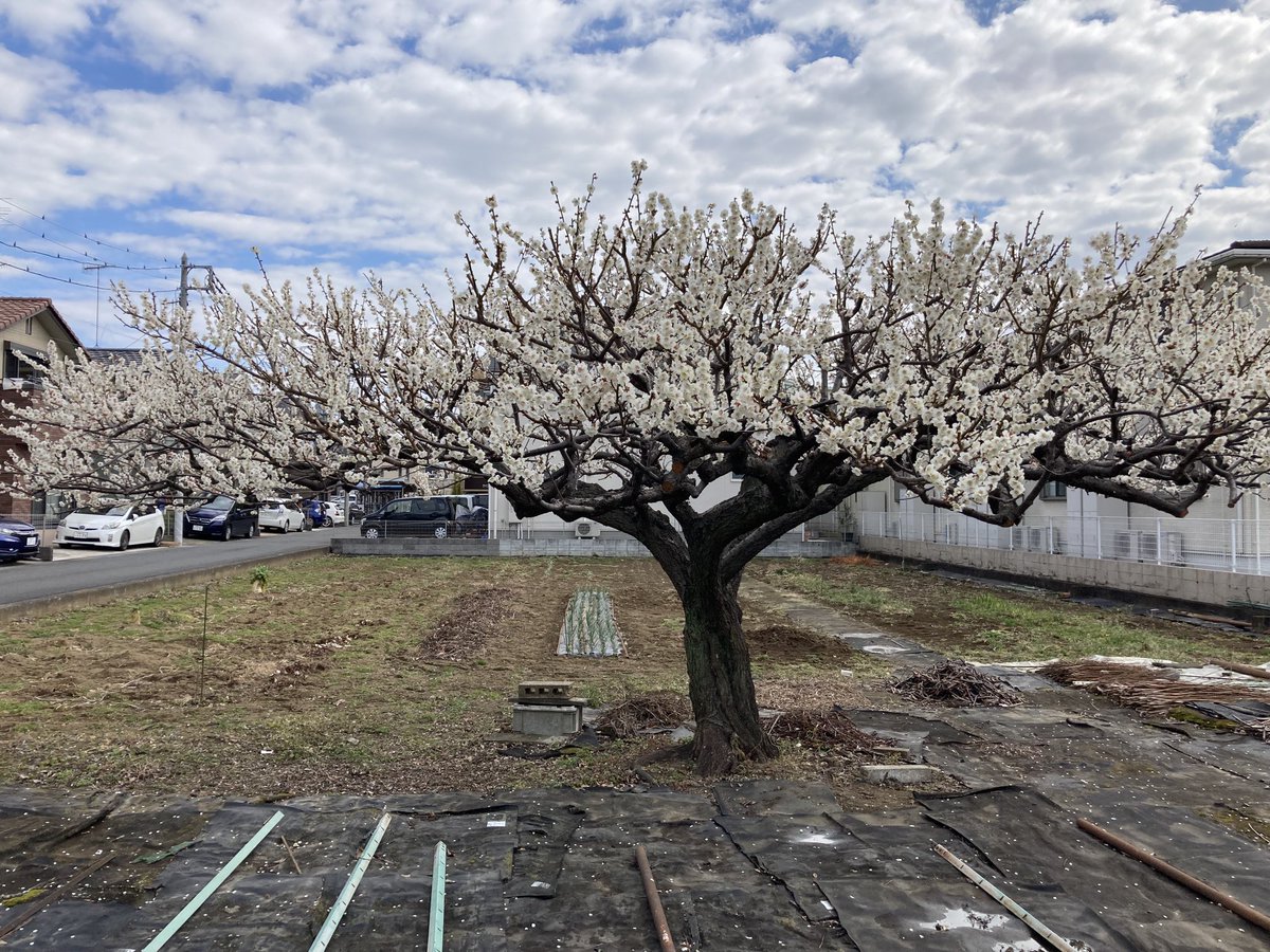 Aki Takeuchi(@noelsora) - Twilog (ツイログ)