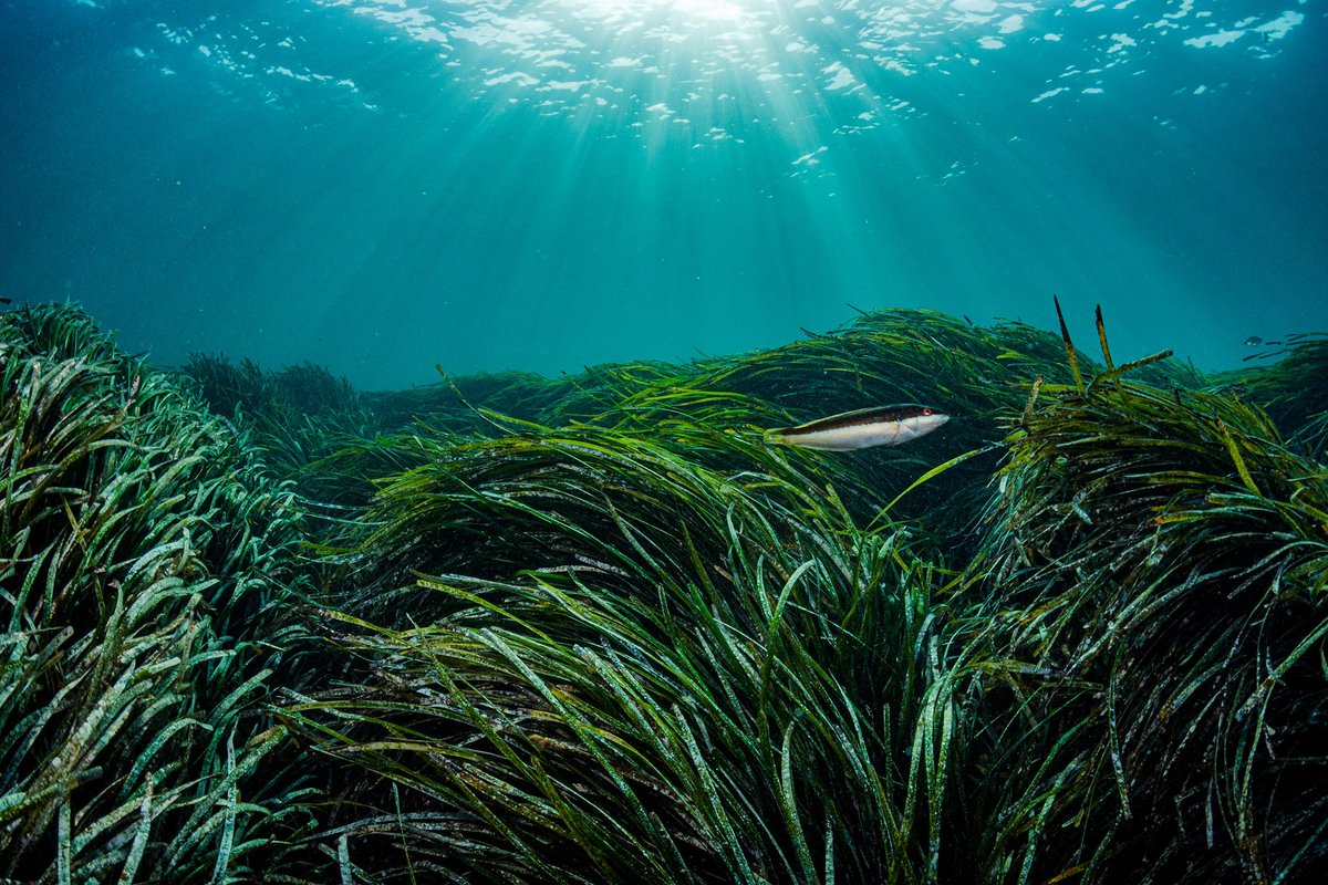 Biographic On Twitter See Seagrass Meadows As Youve Never Seen Them Before—and Read About