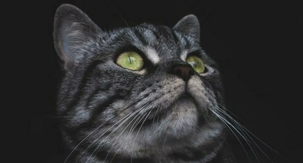 5 razas de gatos finos que te encantarán como mascota; son fieles ...