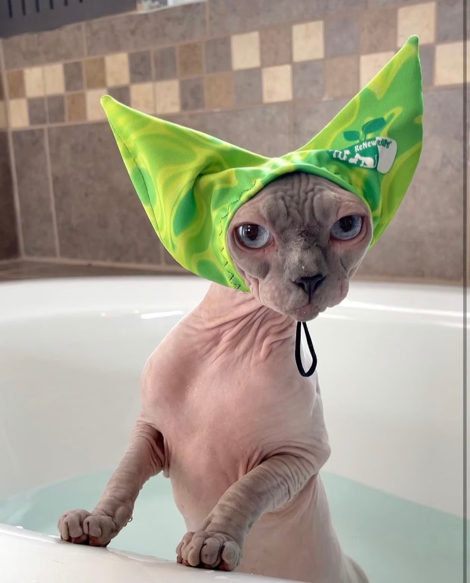 Cat 🐈‍⬛ on Twitter: "RT @Rasbipac_: Saw that some sphynx cat owners put little swim caps on ...