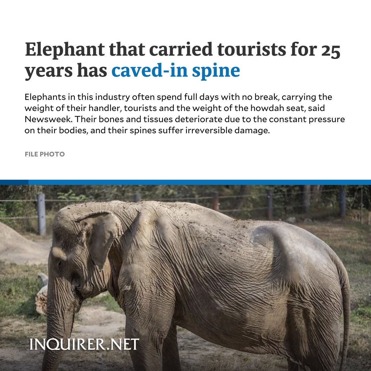 ‘PAI LIN HAD A LONG, HARD LIFE’ A 71-year-old female elephant named Pai ...
