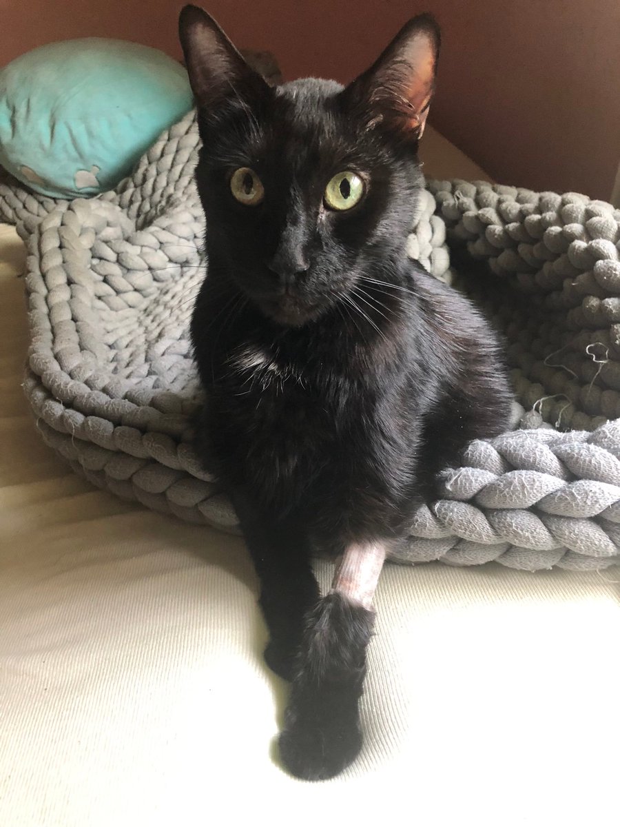 oz/milo 💉🩸 see pinned on Twitter: "so in the past week i've been getting my cat wyatt checked ...