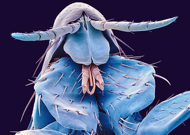 Flea Under Electron Microscope