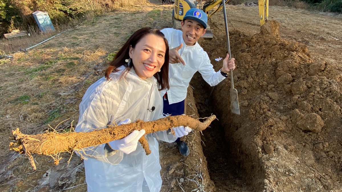 ももタコfeaturing🐯 On Twitter バットの太さの ごぼう N巨大ごぼう「はたごんぼ」n和歌山 橋本市 N発見食遺産 柔らかい♪n牛肉と「はたごんぼ