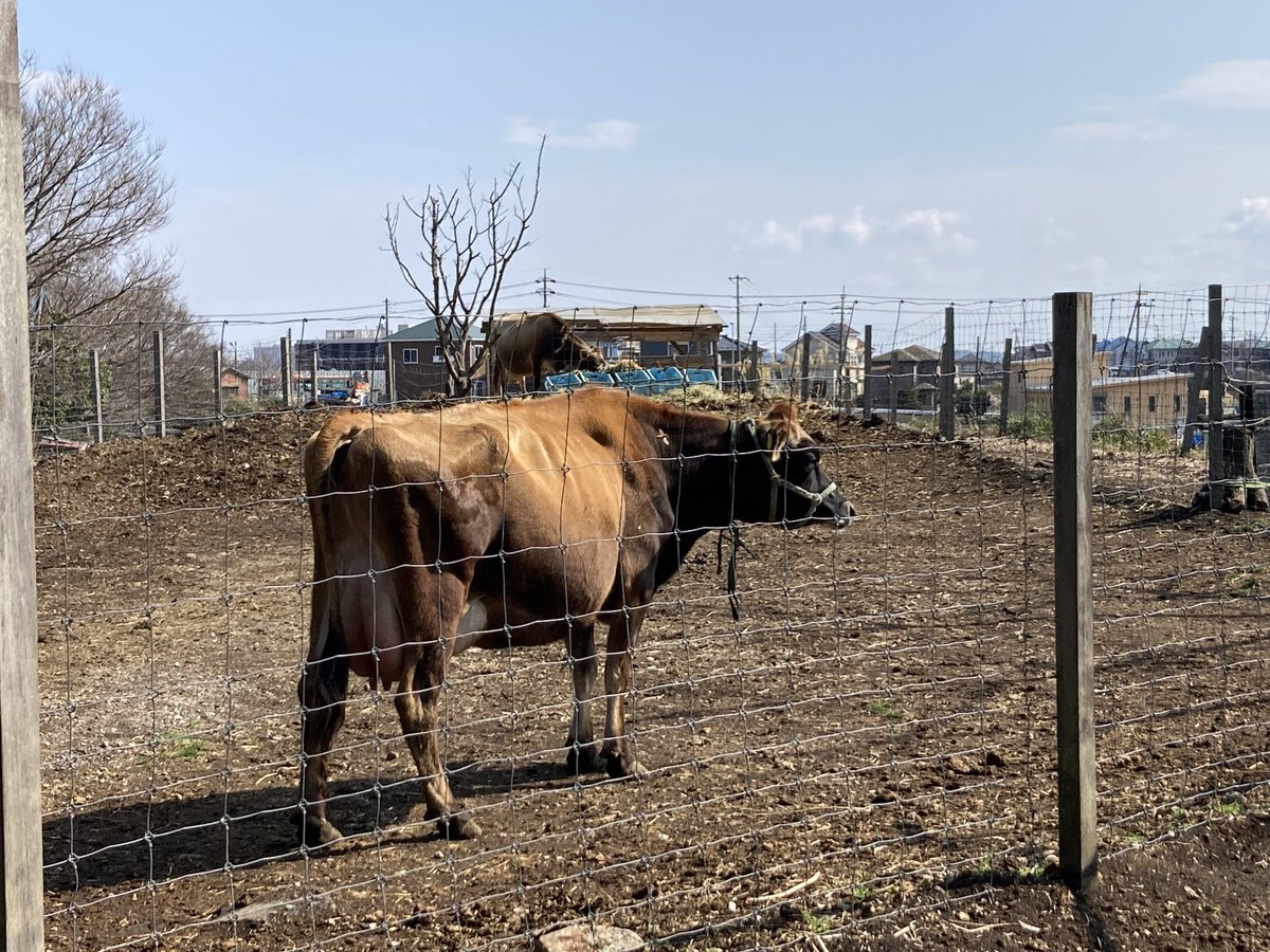 Muddy Farmマディファーム On Twitter これも厚木です いい子たちで癒されました ️ 牧場主さんの許可を得てツイート