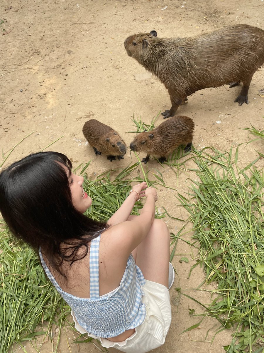 Somsom Euphonie☆ on Twitter: "𝙷𝚊𝚙𝚙𝚢 𝙲𝚊𝚙𝚢~ 🐶🥥"