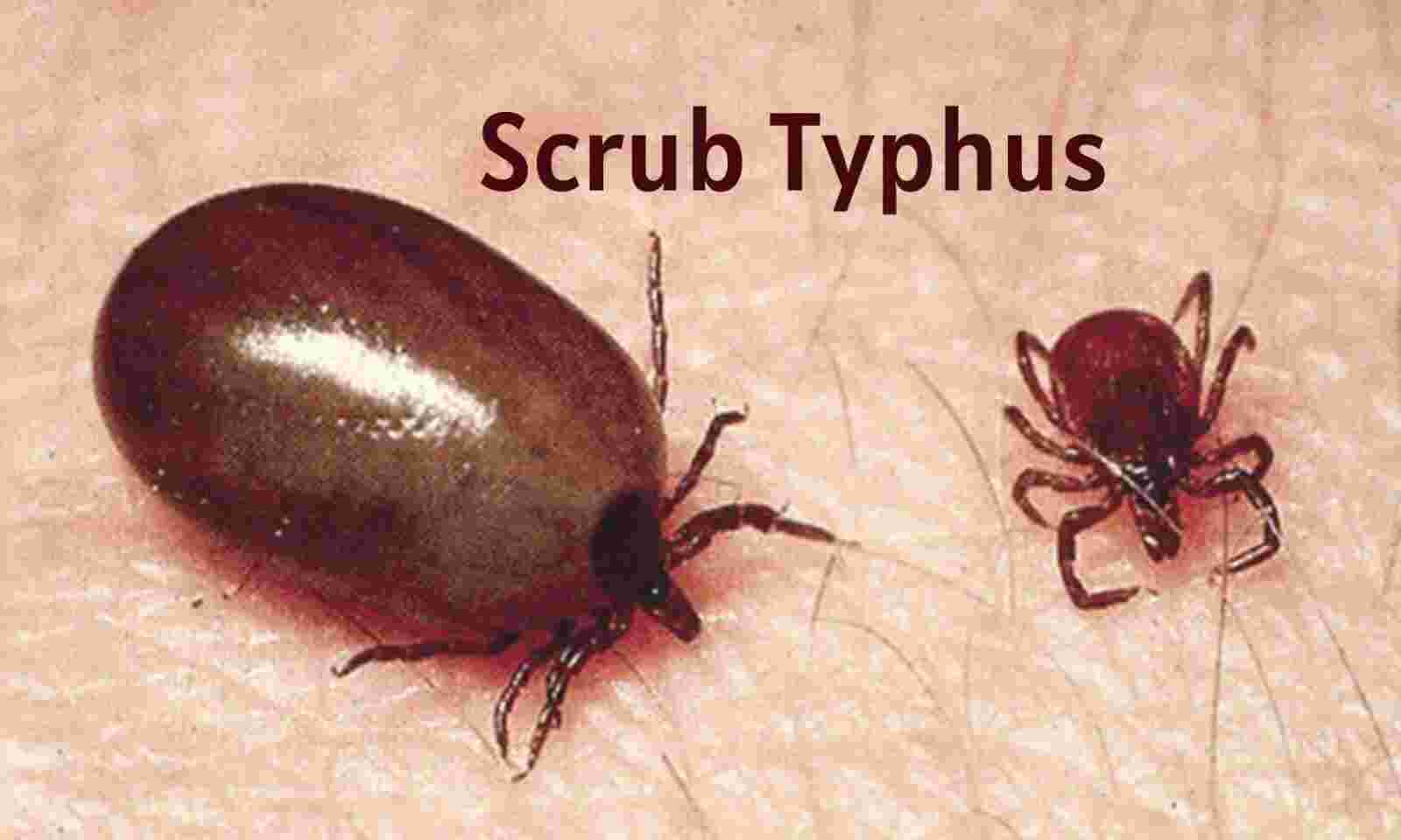 Scrub Typhus Life Cycle
