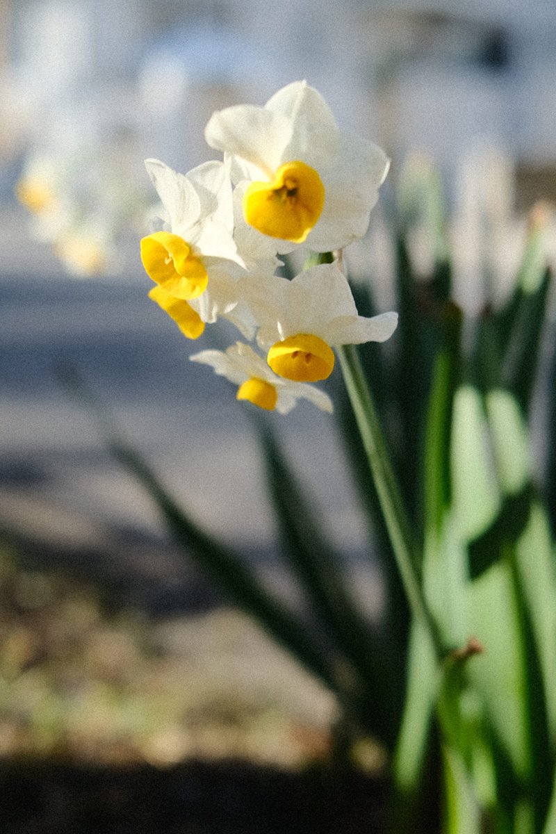 翻訳会社テクノ・プロ・ジャパン | Techno Pro Japan, Inc. | TPJ(@TechnoProJapan) - Twilog